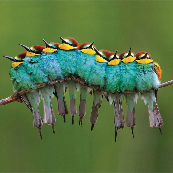European Bee Eaters Photographic Card - Penny Black